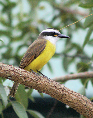 MANABI Y SUS RIQUEZAS: ANIMALES DE MANABI