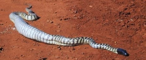 Little Darwin: PYTHON DEVOURS GOANNA IN EXCEPTIONALLY LONG LUNCH