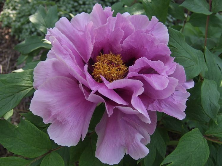 My Virtual Garden: Peonies