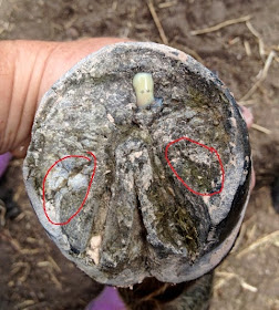 Rainier Equine Hoof Recovery Center: The Truth About Hoof Abscesses