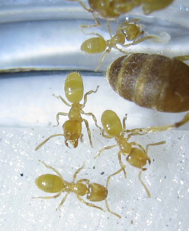 Photos and Info on Ants and Termites of Malaysia: Pseudolasius sp