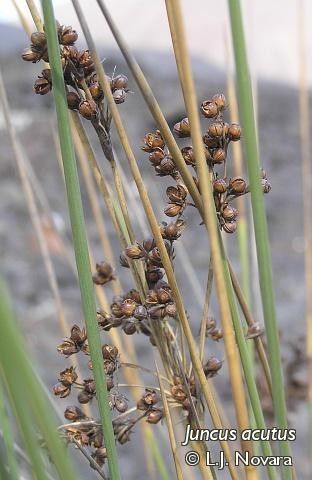 Argentina nativa: Junco agudo (Juncus acutus)