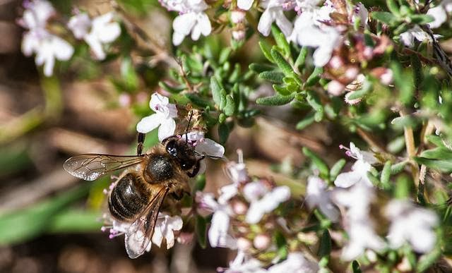 PLANTAS MORENAL: TOMILLO -- thymus vulgaris