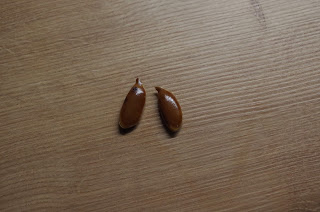 Mr. Greens Welt: Karki - vom Kern zur Pflanze