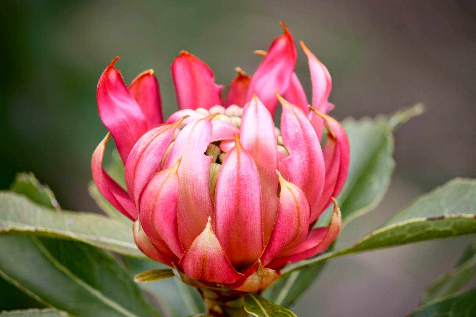 Swallows Nest Farm: Waratah!