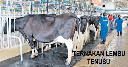 Anim Agro Technology: CABARAN TERNAK LEMBU TENUSU