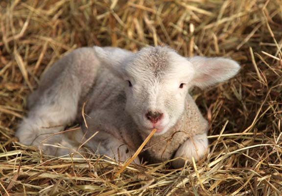 Getting Stitched on the Farm: Lambing at the Barns
