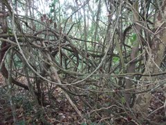 ecologizar: Lidando com o cipoal normativo