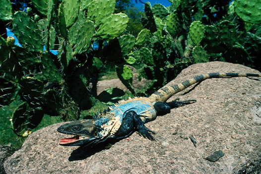 Ecosistemas Mexicanos: Selvas Secas