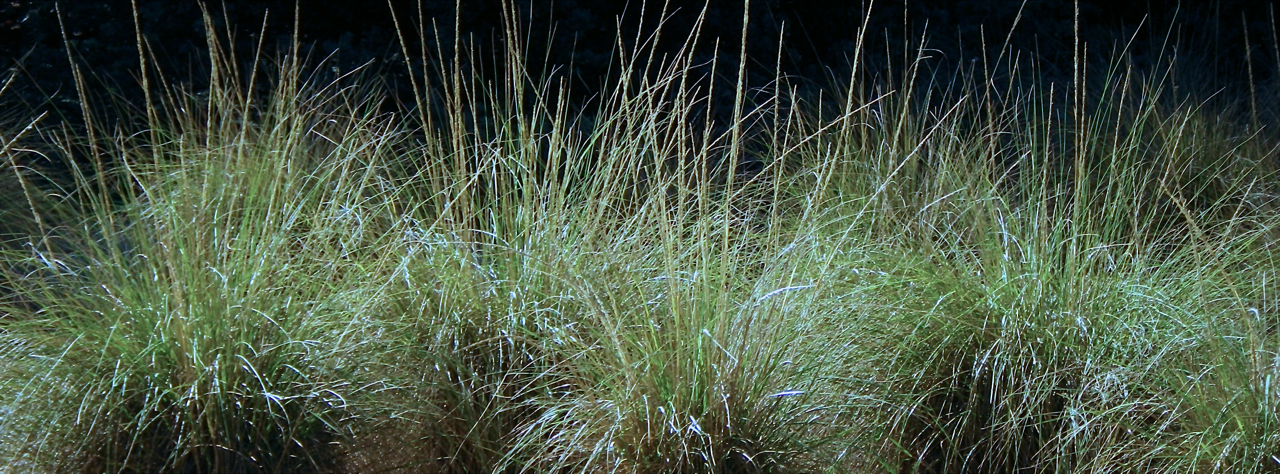 Pictures and Words, a Blog: Deer Grass - Muhlenbergia rigens