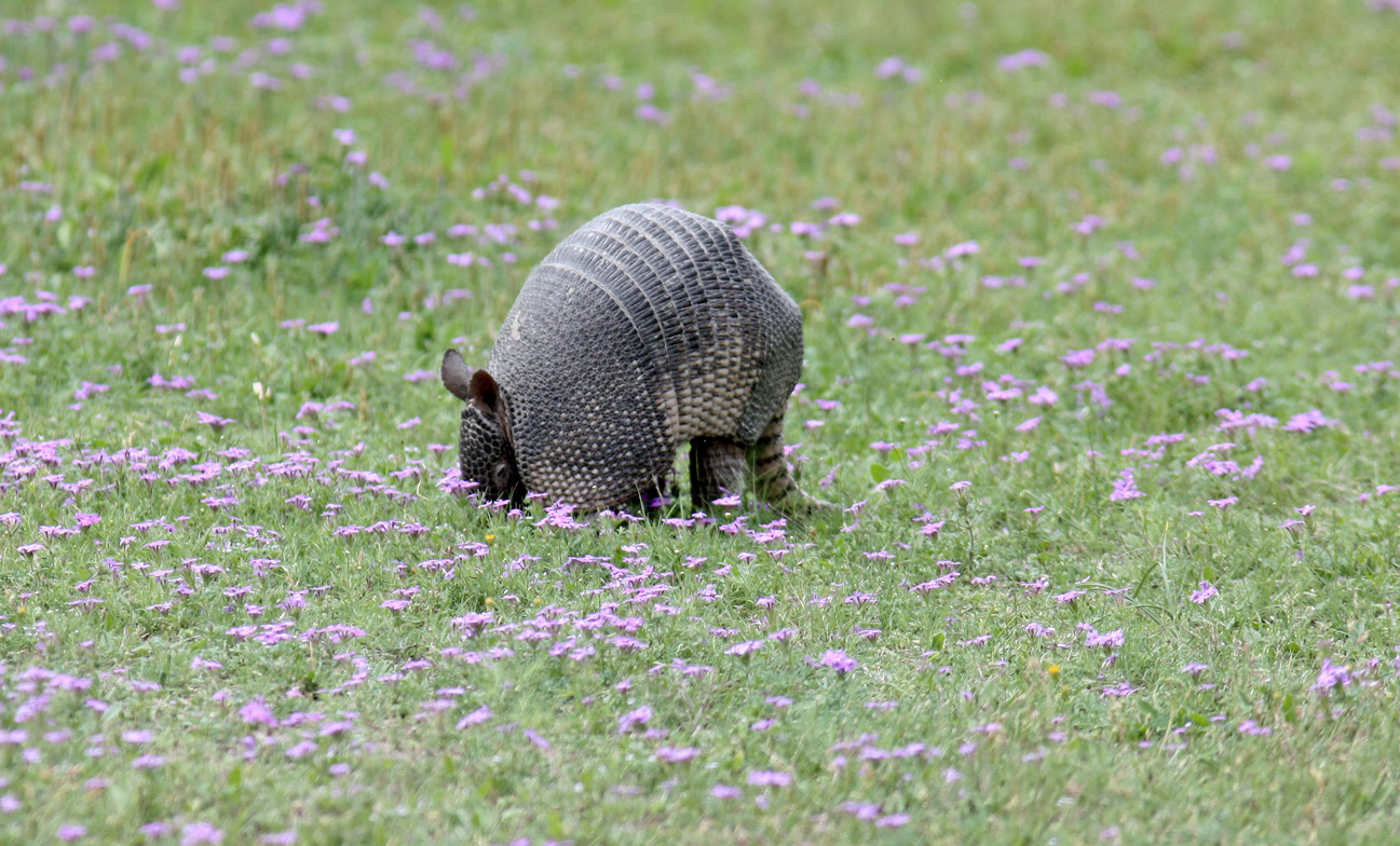 Mark & Teri's Travels: Stop and Smell the Flowers