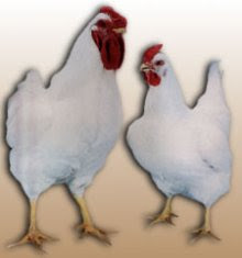 Razas De Pollos De Engorde Y Sus Caracteristicas - Noticias de Pollo