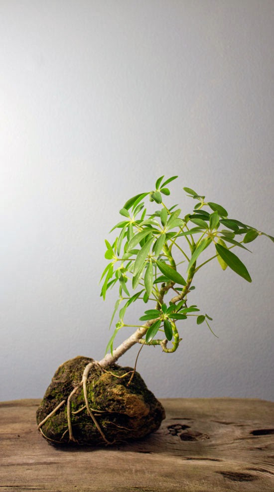 The Rainforest Garden: The Parable of the Banyan (Or, How I Planted a ...