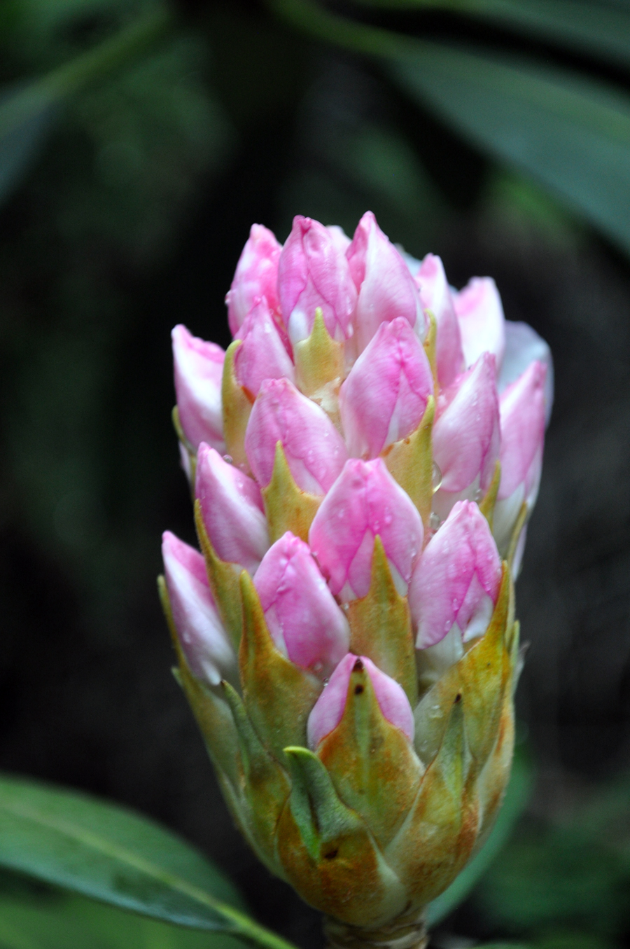 MST ~ Mountains to Sea Trail Watauga County: July 2011
