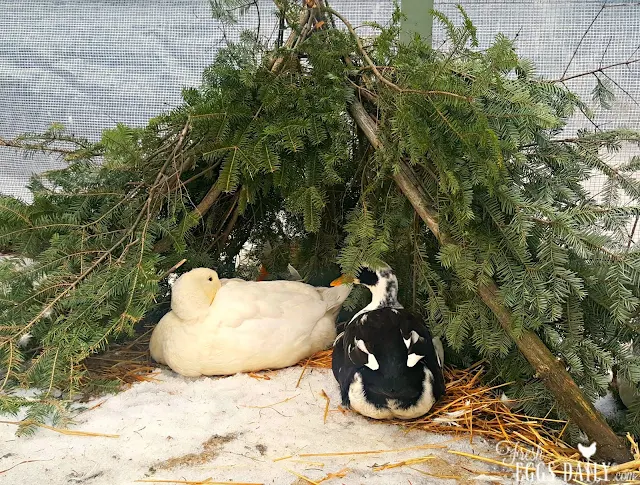 Easy DIY Duck or Chicken Teepee - Fresh Eggs Daily® with Lisa Steele