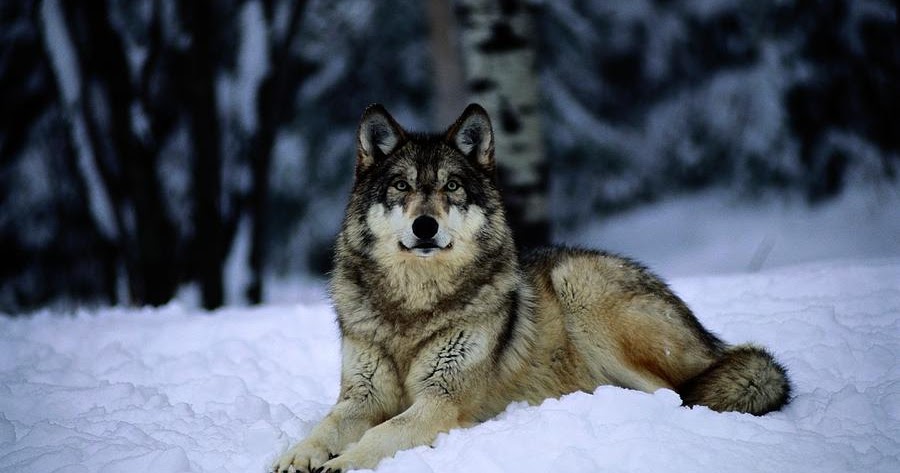 Interesting things: 10 lucruri interesante despre lupi
