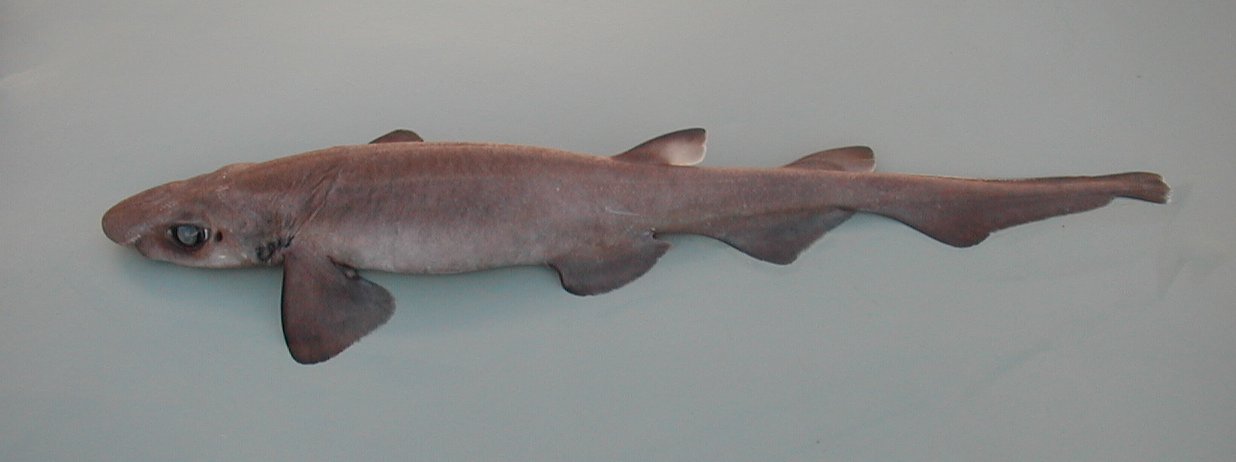 Artes de Pesca: VAMOS A PESCAR TIBURONES 7ª Parte (E) Género Galeus