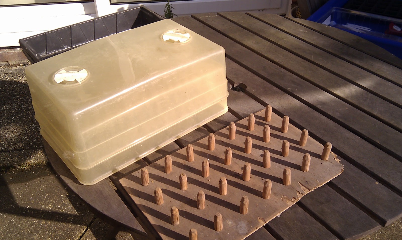 Raising Veg: Under cover planting