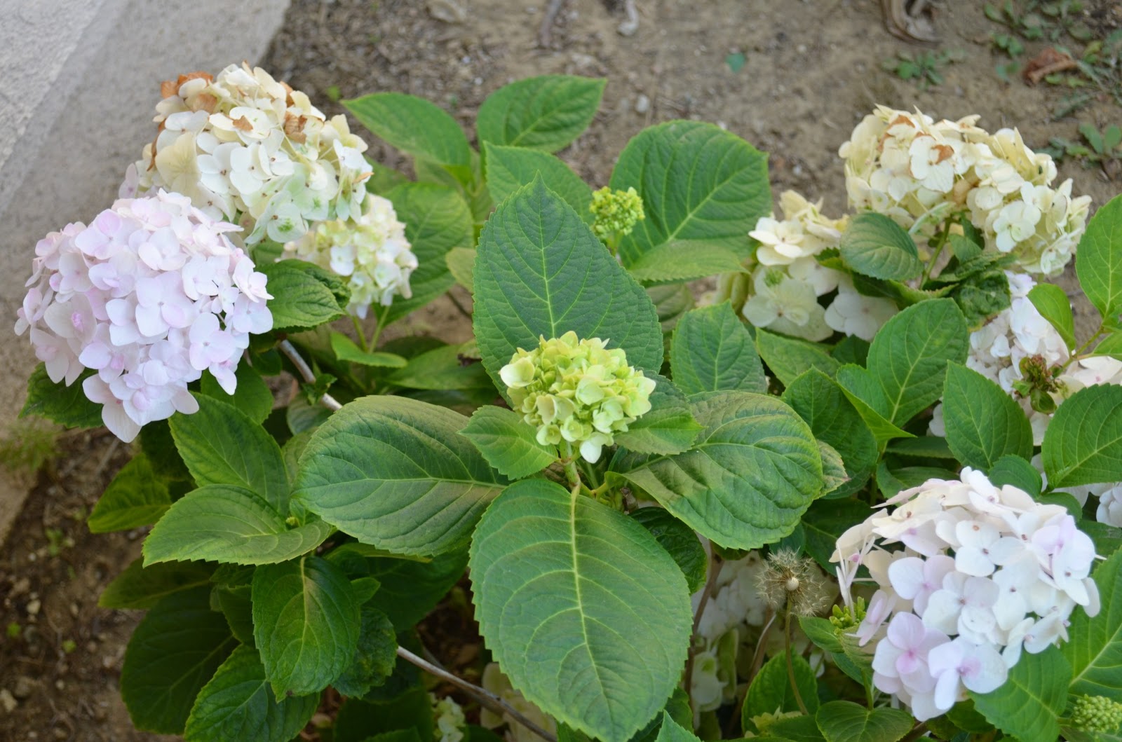 Entertaining From an Ethnic Indian Kitchen: Hydrangeas around the farm