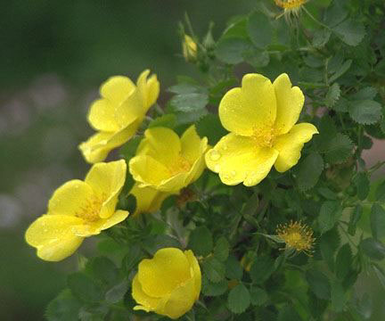 Flowerpedia: Rosa Foetida