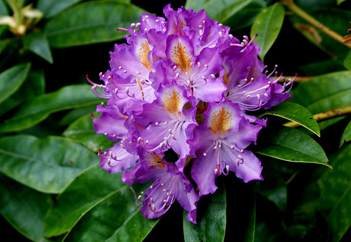 Travels with a Muse: Florence Rhododendron Festival and Old Boats
