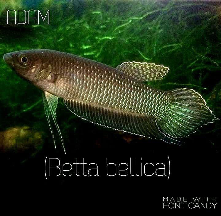 Berita TV Malaysia: Betta bellica salah satu Betta jenis pembuat sarang ...