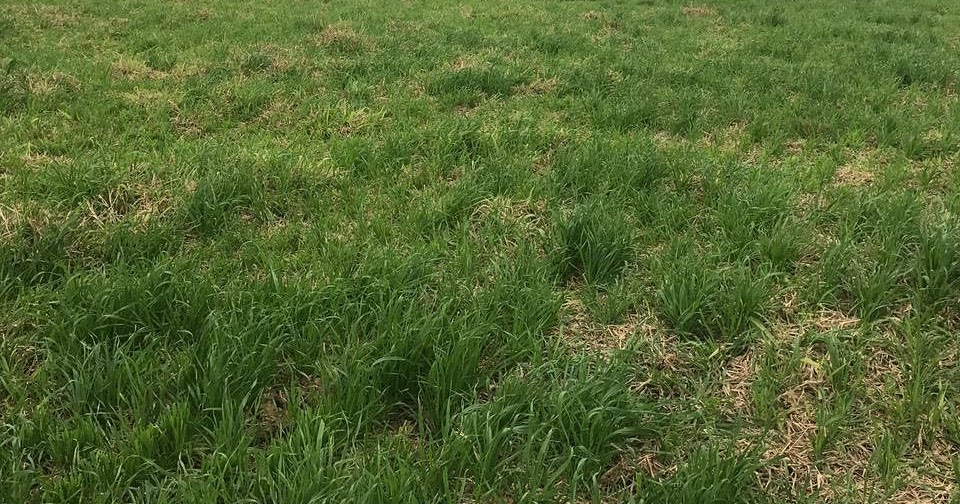 Weed and Characteristics of Weeds - AgriCreed