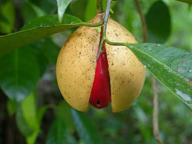 ΜΟΣΧΟΚΑΡΥΔΟ - Myristica Fragrans | ΒΟΤΑΝΟΘΕΡΑΠΕΙΑ . ΘΕΡΑΠΕΥΤΙΚΑ ΦΥΤΑ ...