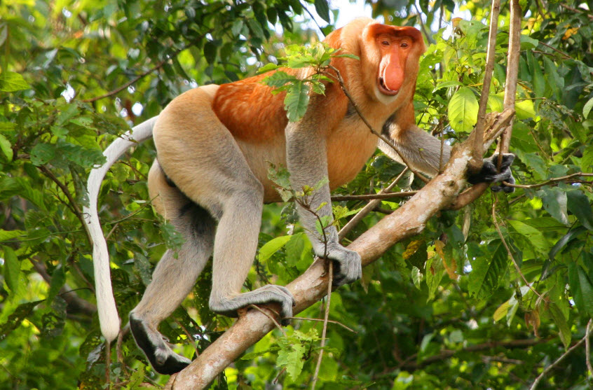 Animal You: Proboscis Monkeys