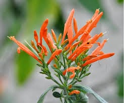 El Jardín de Judith: USOS MEDICINALES DEL MUICLE