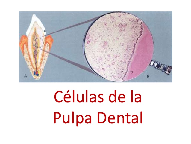 HISTOLOGIA DENTARIA