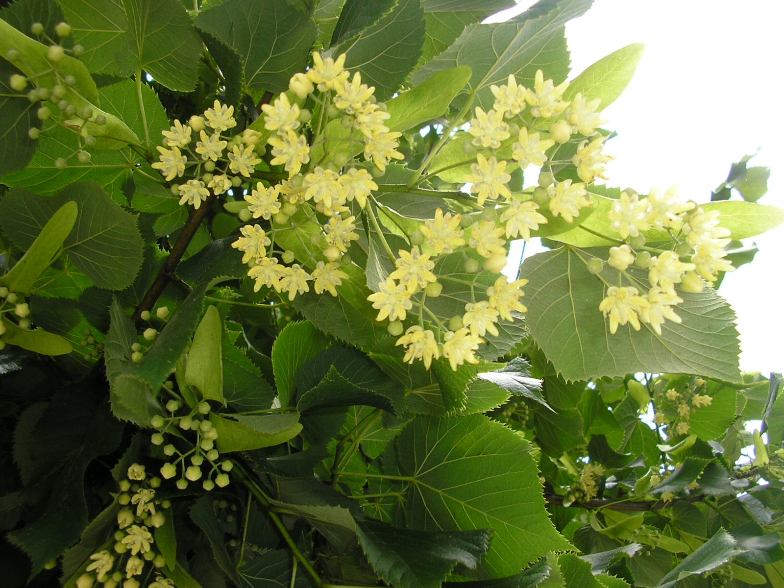 Coisas de Ada: Flor cheirosa de Tília