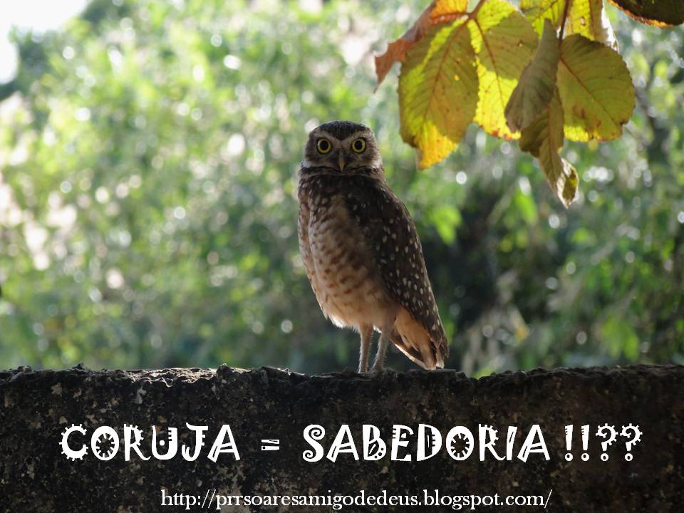 prrsoares: Por que a coruja é considerada o símbolo da sabedoria ...