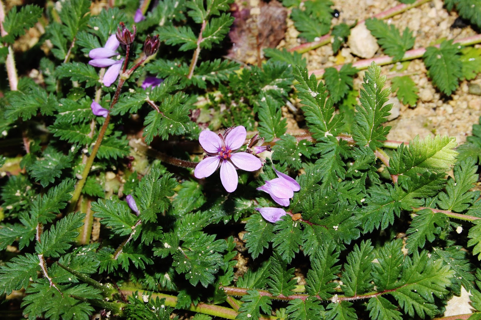 Biodiversity of Cyprus by NGO Protection of the Natural Heritage and ...