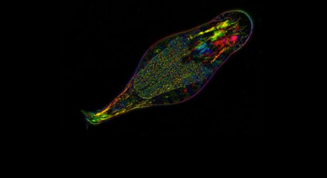 FÓSIL: Rotífera bdelloidea, 40 millones de años sin sexo