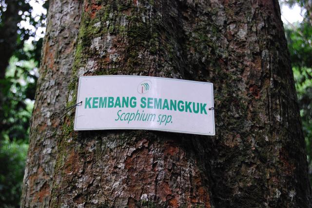 LAMAN-SERi : MeNCaRi KeReDHaaN-MU: Biji kembang semangkuk