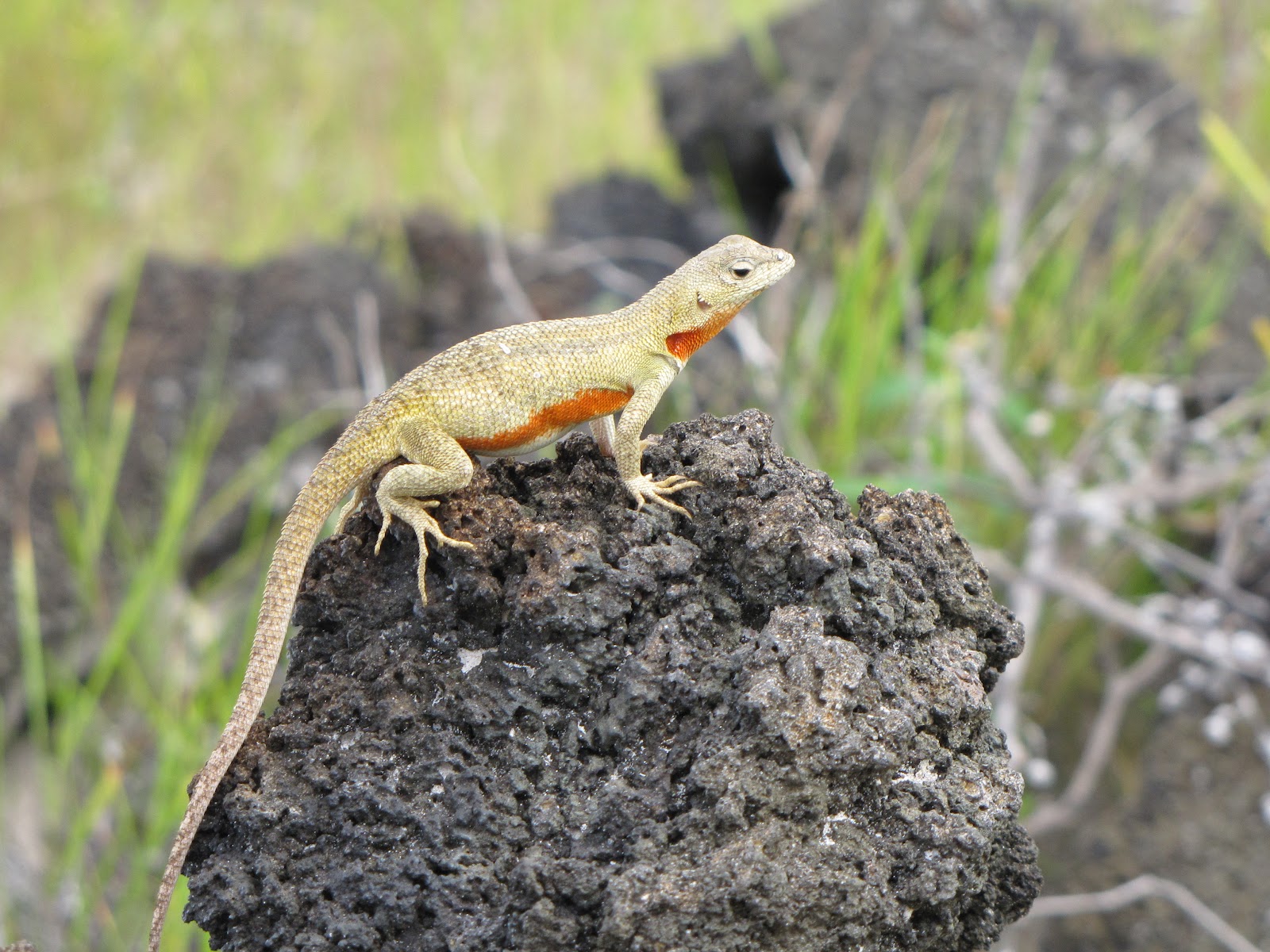 Rules, Rules and More Rules - Galápagos Eco Friendly: The Blog