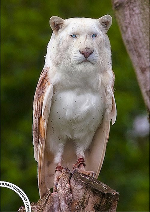 Design Stack: A Blog about Art, Design and Architecture: Surreal Animal ...