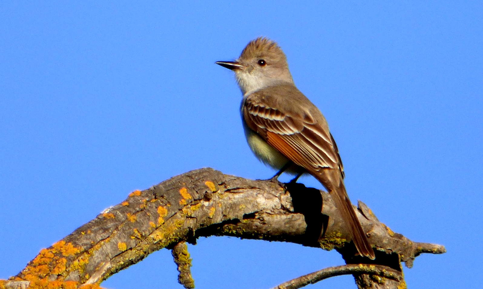 Geotripper's California Birds: Ash-throated Flycatcher on the Tuolumne ...