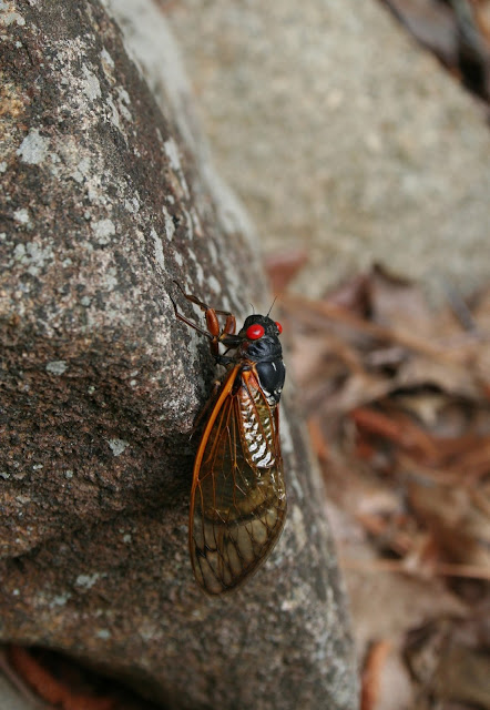 Hoot Owl Karma: Magicicada, Cicada Magic