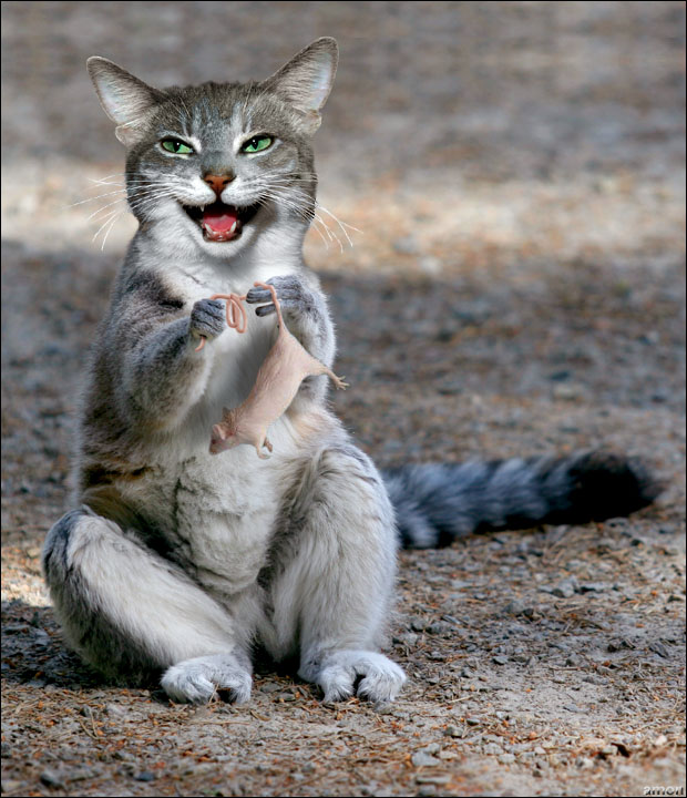 Deal with pets: Bad cats - good pictures