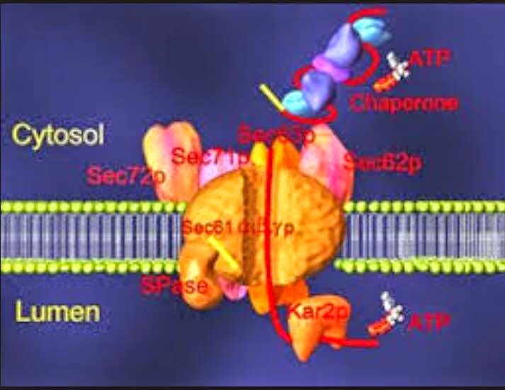 New Path: Cell Biology