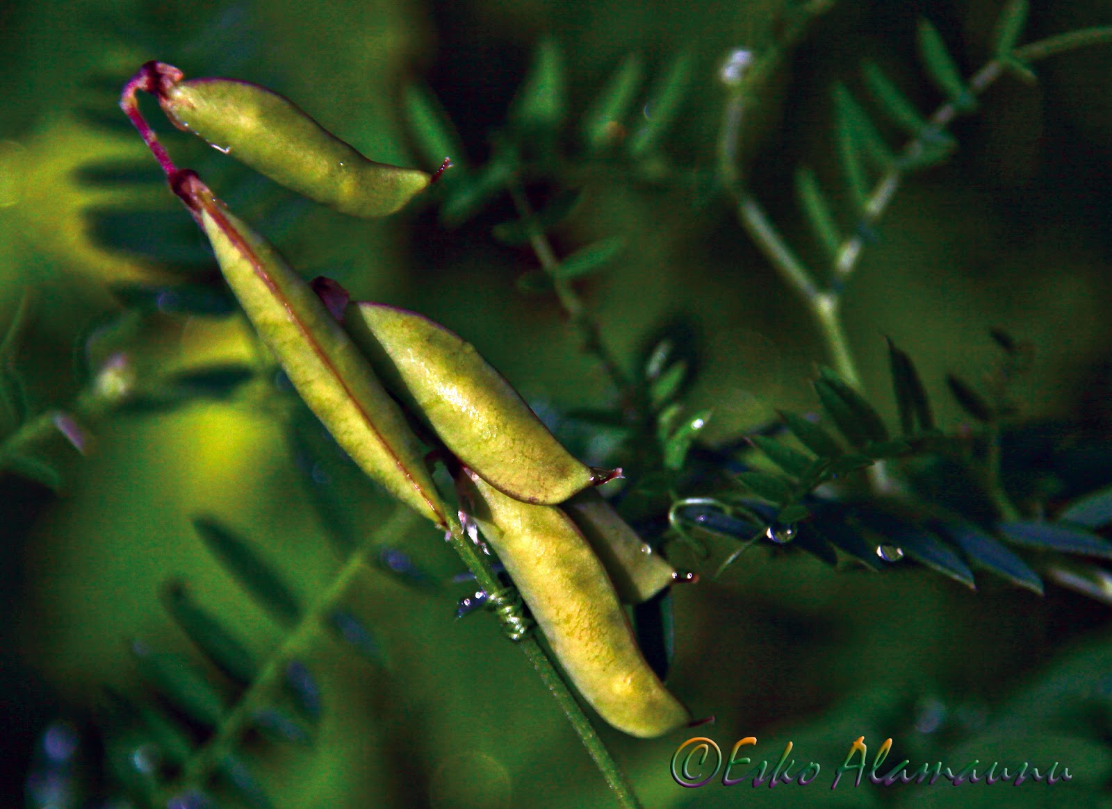 Eko-Kuvia: Syksyn satoa....