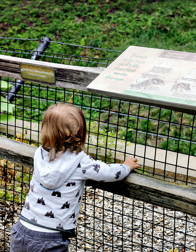Bubby and Bean ::: Living Creatively: Our Day at the Zoo: Finding New ...