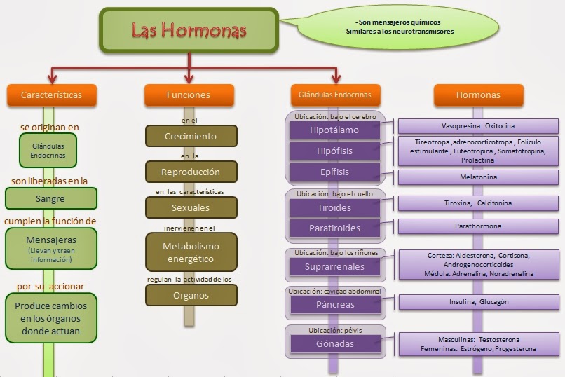 Base De Vida Bioquímica Las Hormonas