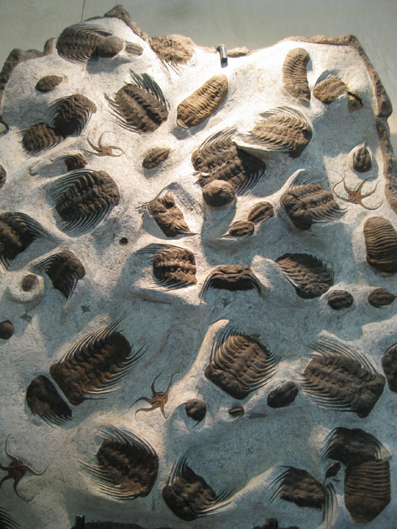Tucson Gem Show 2013 - Fossils and Beads