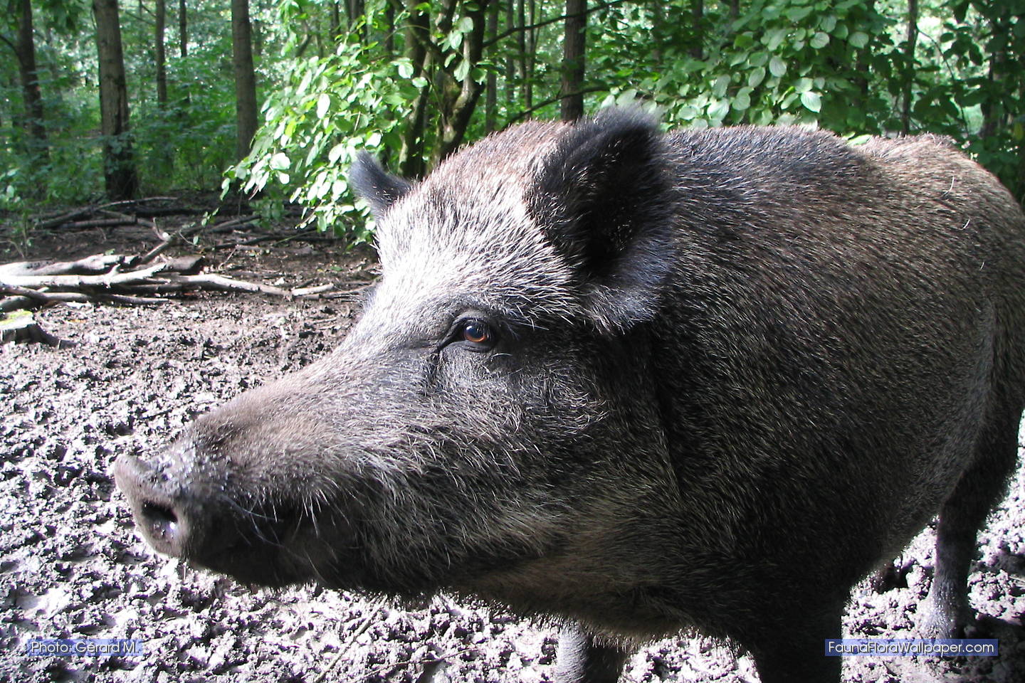 Wallpaper Blog: boar