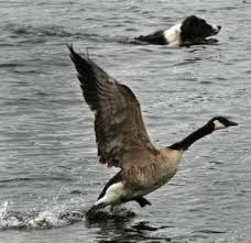 Random: Wild Goose Chase