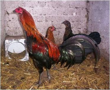 LA MEJOR RAZA DE GALLO DE PELEA BROWN RED