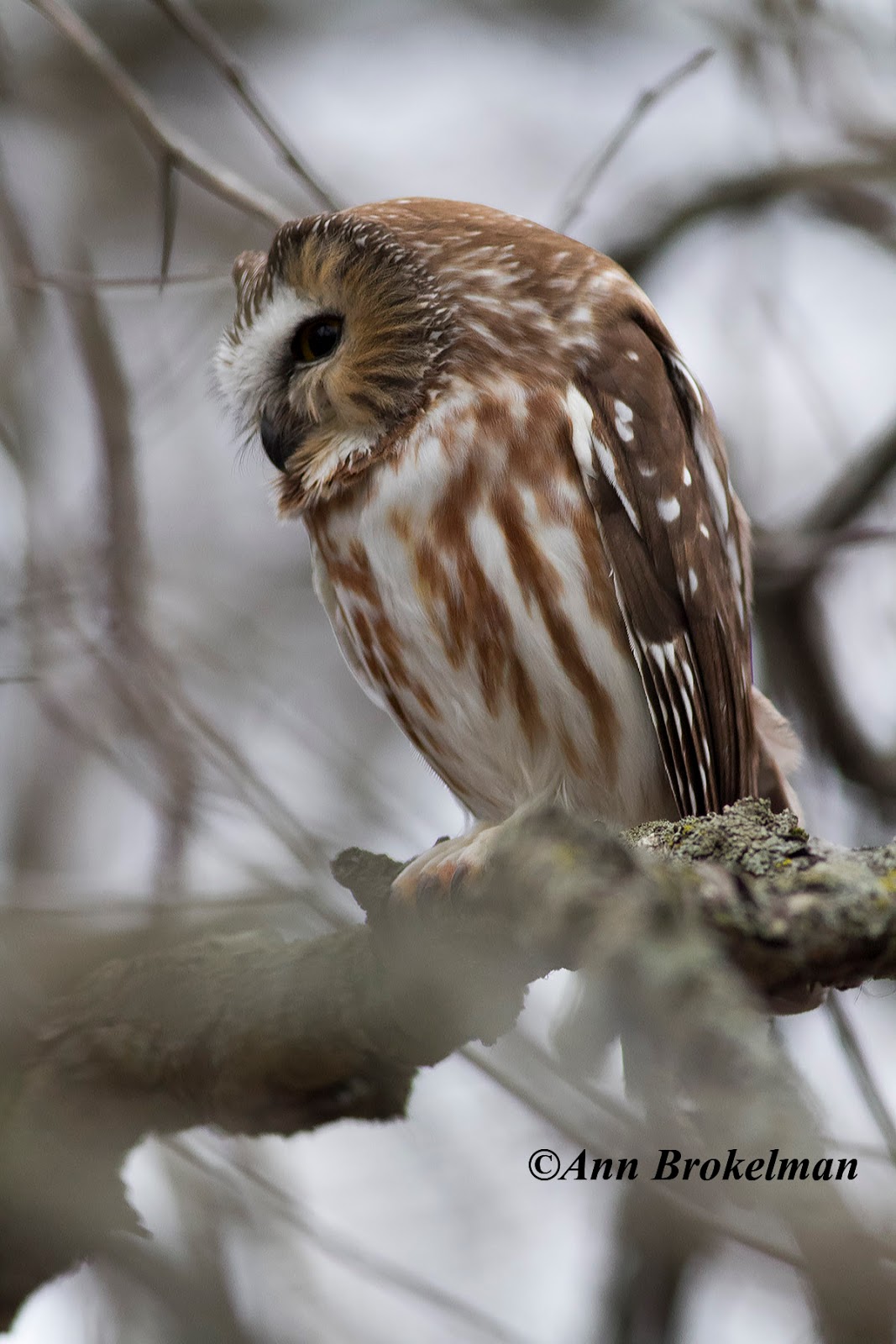 Ann Brokelman Photography: Saw Whet Owl Feb 2016